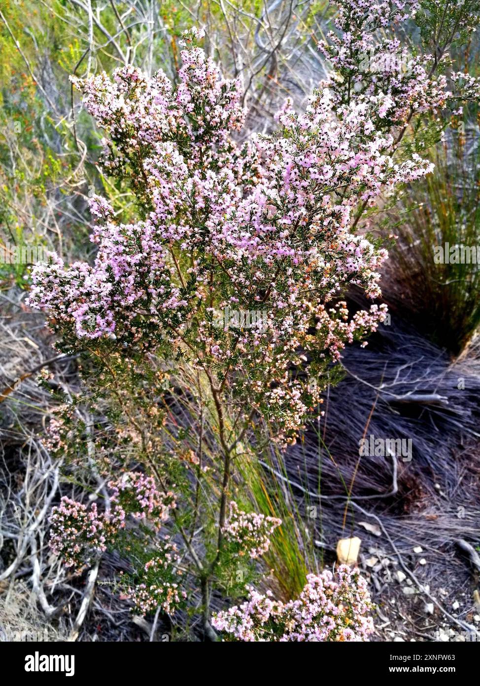 Hairy Grey Heather (Erica canaliculata) Plantae Stock Photo - Alamy