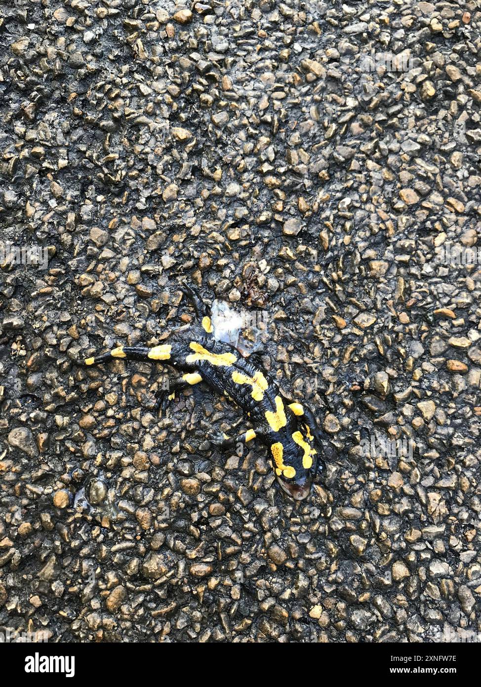 Fire Salamander (Salamandra salamandra) Amphibia Stock Photo - Alamy