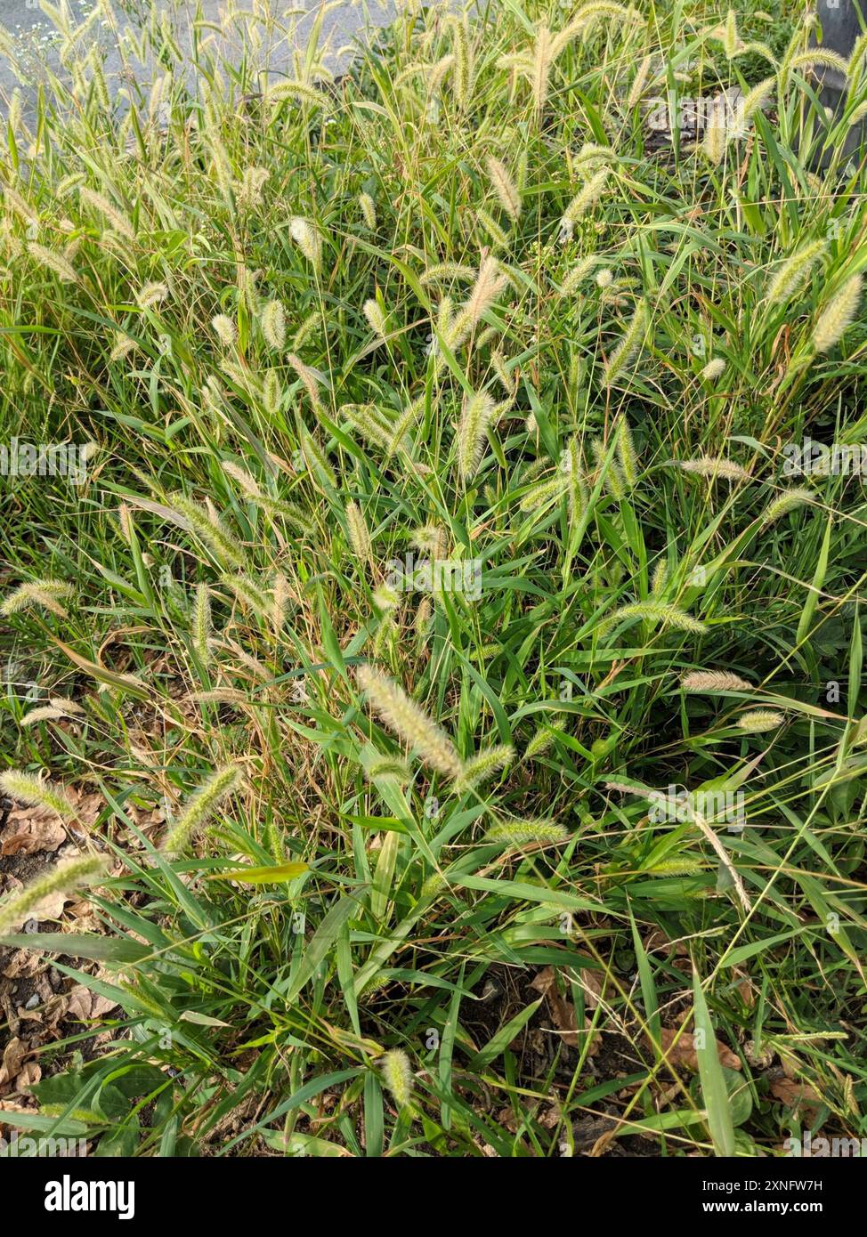 grasses (Poaceae) Plantae Stock Photo - Alamy