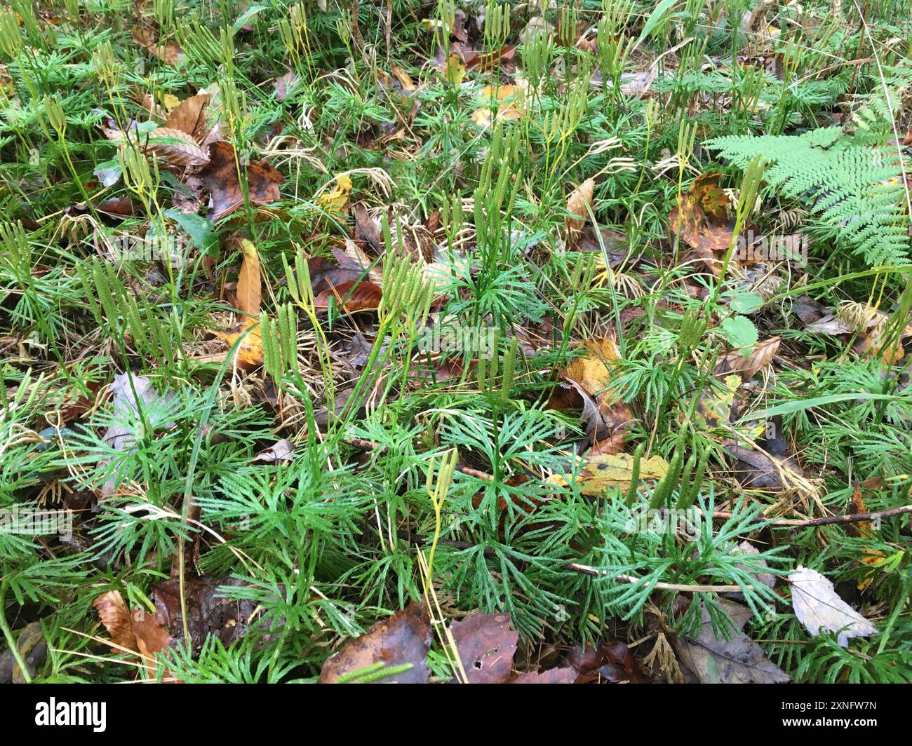 fan clubmoss (Diphasiastrum digitatum) Plantae Stock Photo - Alamy