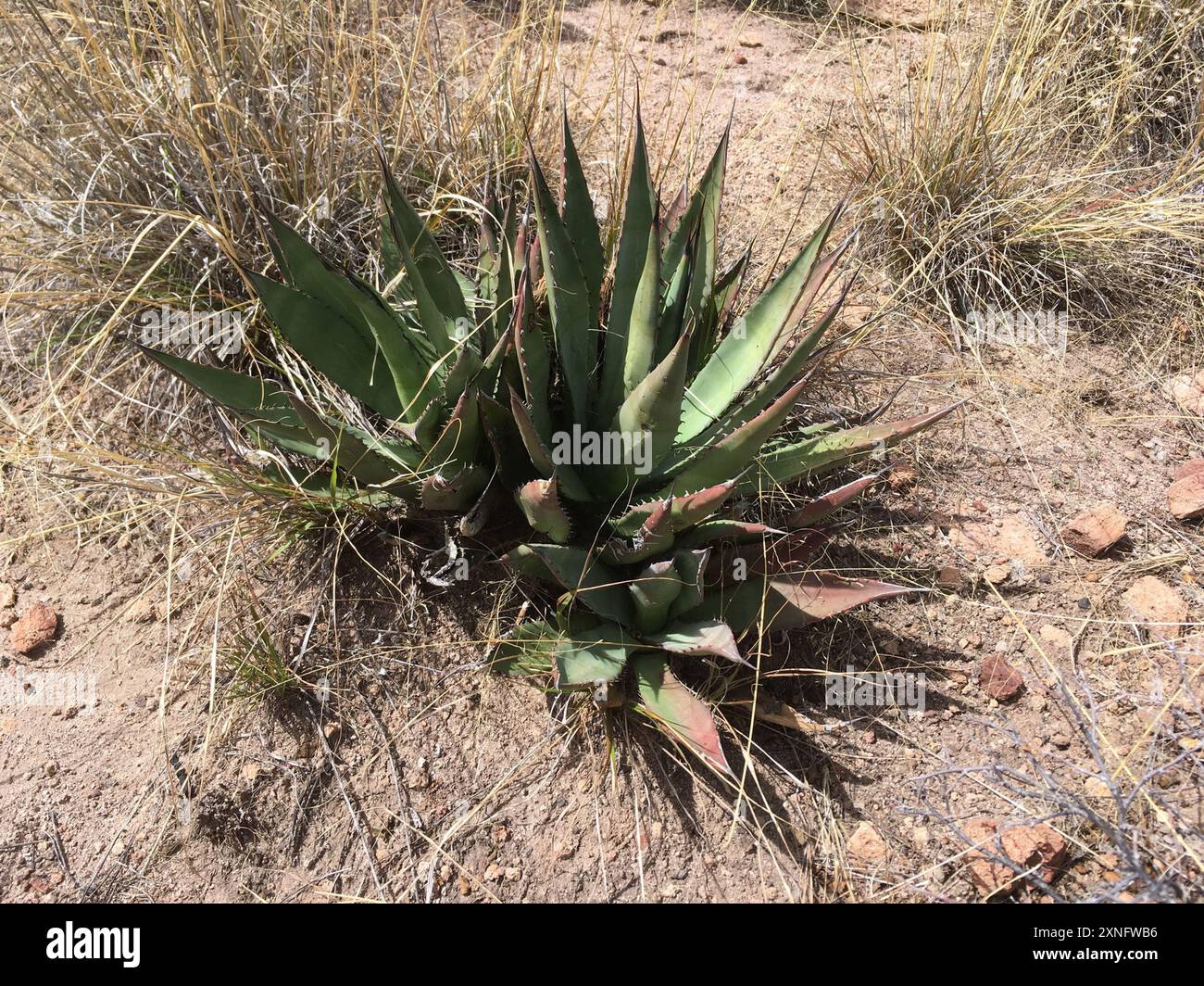 Palmer's agave (Agave palmeri) Plantae Stock Photo - Alamy