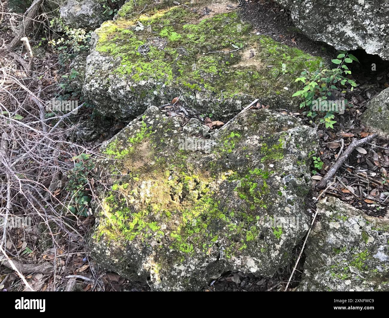 Green-tufted Stubble Moss (Weissia controversa) Plantae Stock Photo - Alamy