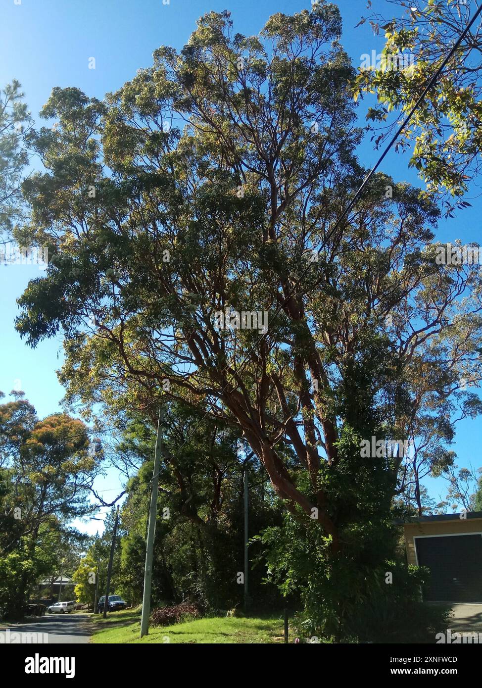 Smooth-barked apple (Angophora costata) Plantae Stock Photo - Alamy