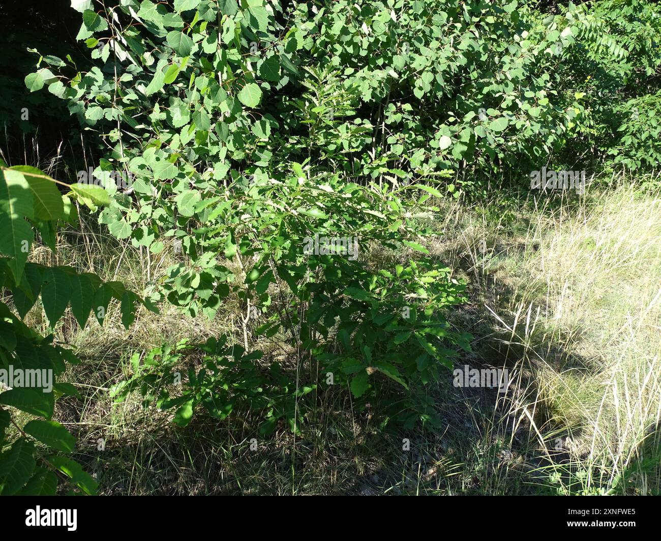 dwarf chinkapin oak (Quercus prinoides) Plantae Stock Photo - Alamy