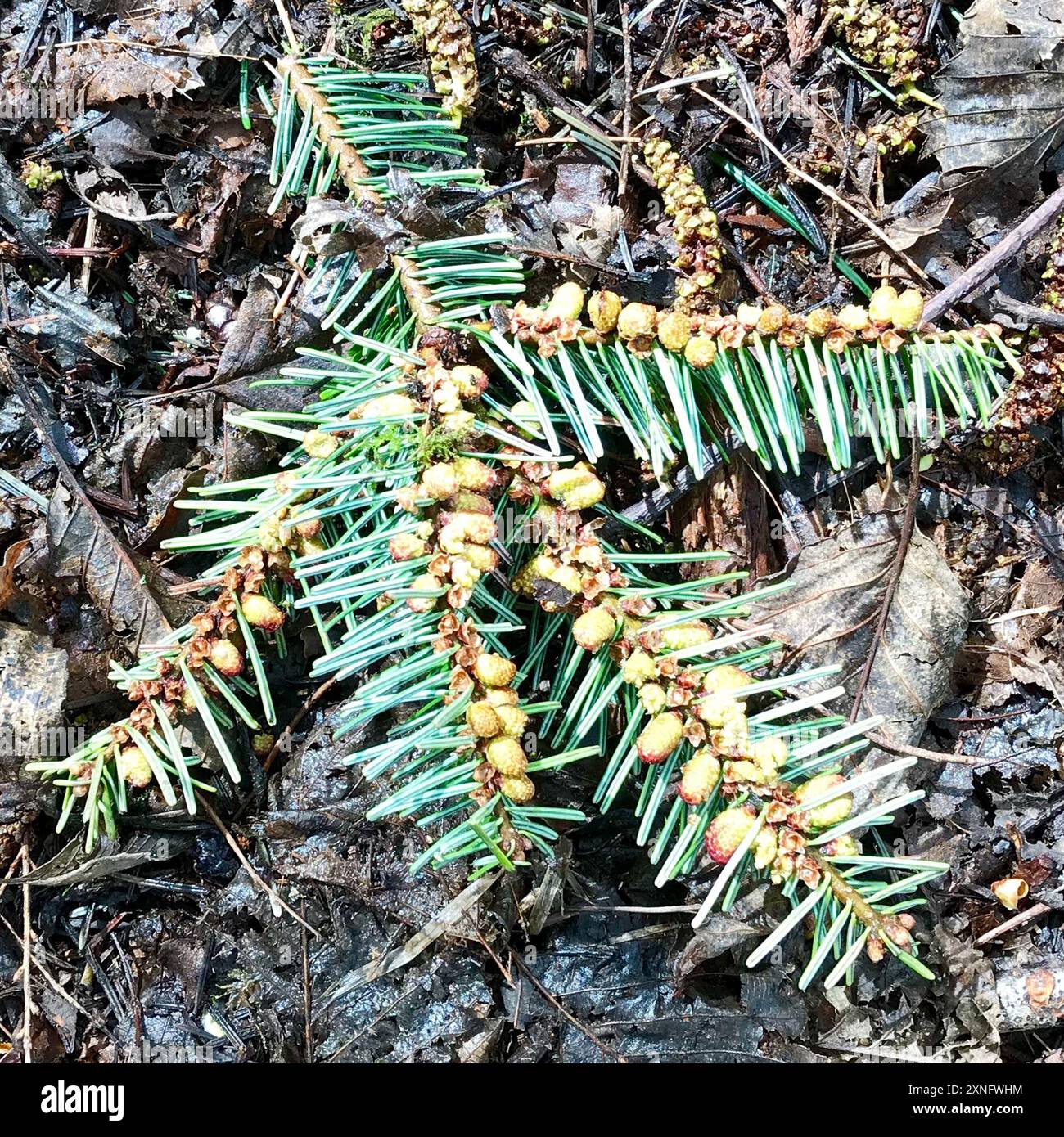 grand fir (Abies grandis) Plantae Stock Photo - Alamy