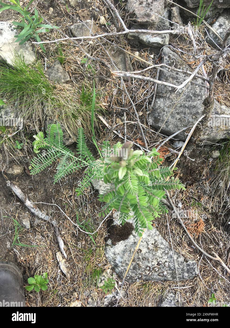 leadplant (Amorpha canescens) Plantae Stock Photo - Alamy