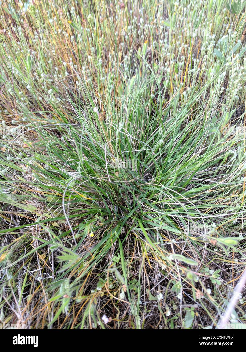 California oatgrass (Danthonia californica) Plantae Stock Photo - Alamy