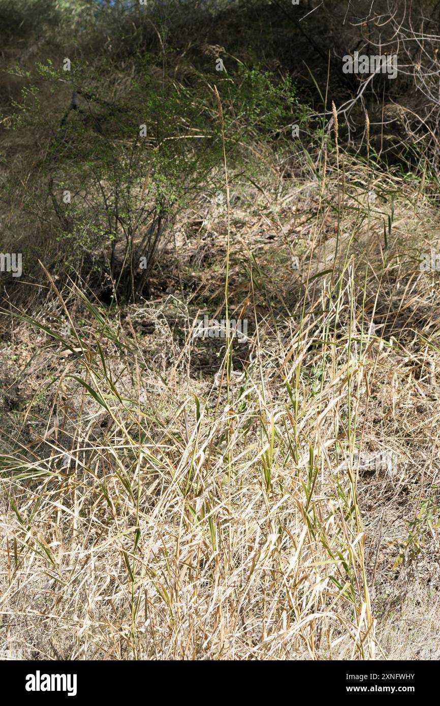 giant wild rye (Leymus condensatus) Plantae Stock Photo - Alamy