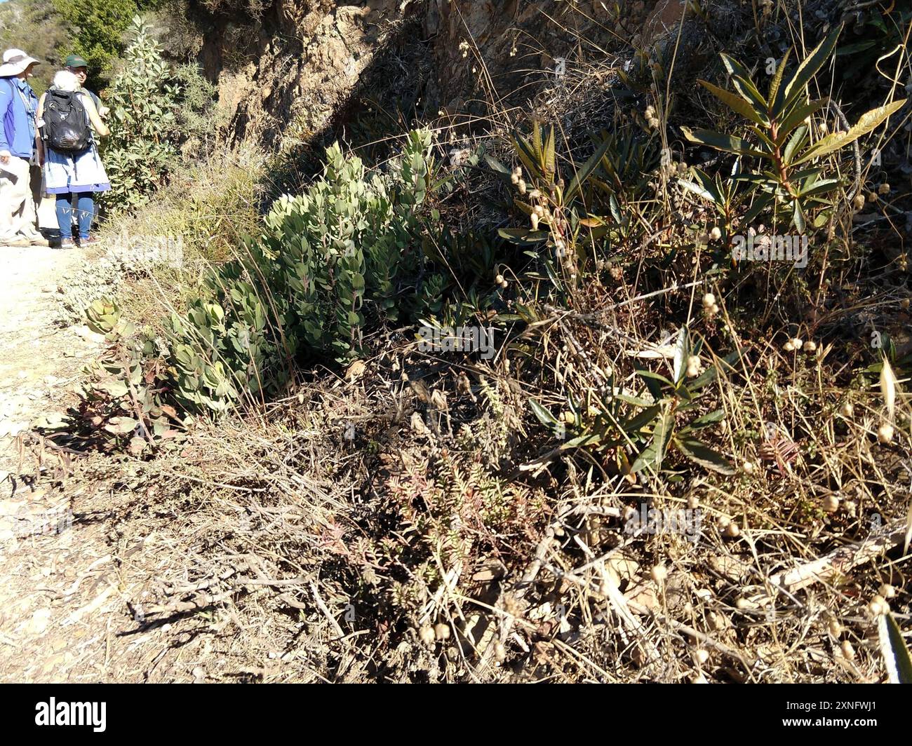 purple false-brome (Brachypodium distachyon) Plantae Stock Photo - Alamy