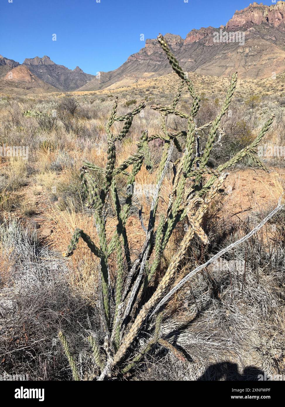 tree cholla (Cylindropuntia imbricata) Plantae Stock Photo - Alamy