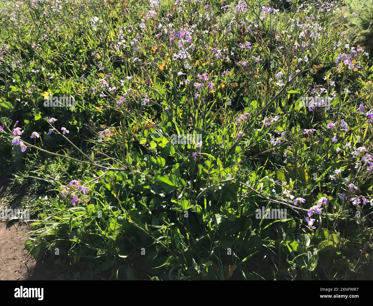 wild and domestic radish (Raphanus raphanistrum sativus) Plantae Stock ...