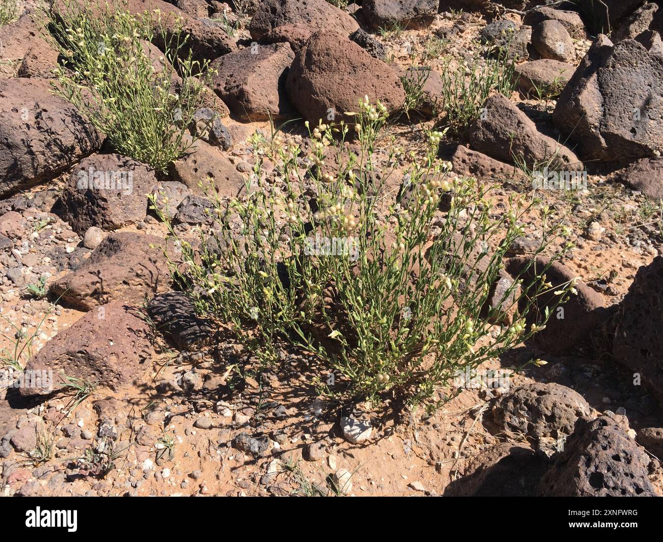 rough menodora (Menodora scabra) Plantae Stock Photo - Alamy