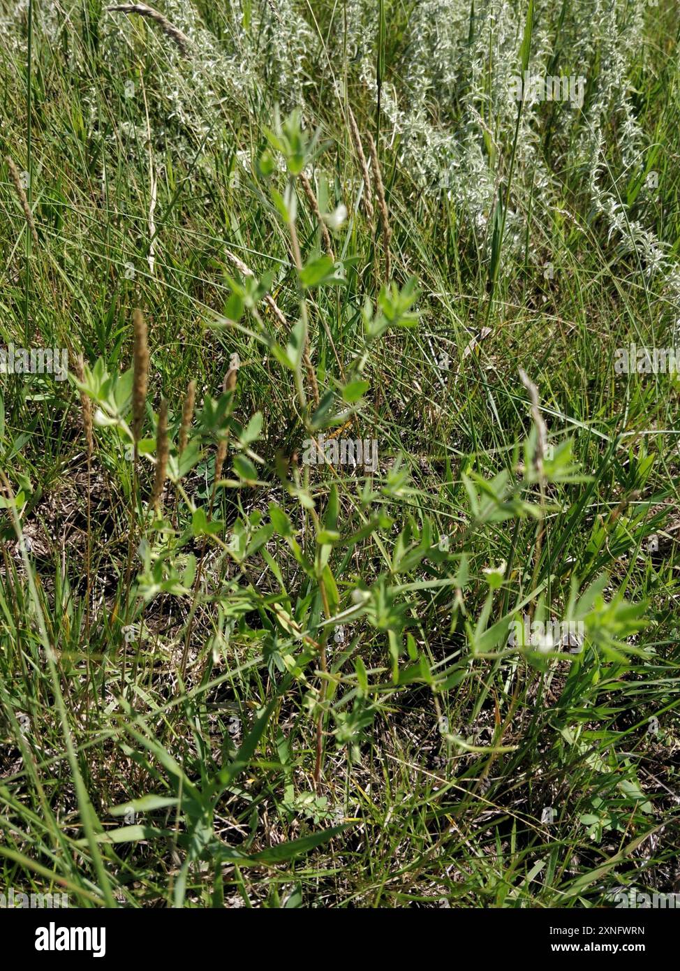 Spanish clover (Acmispon americanus) Plantae Stock Photo - Alamy