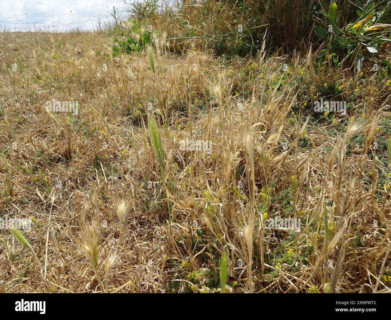 wall barley (Hordeum murinum) Plantae Stock Photo - Alamy