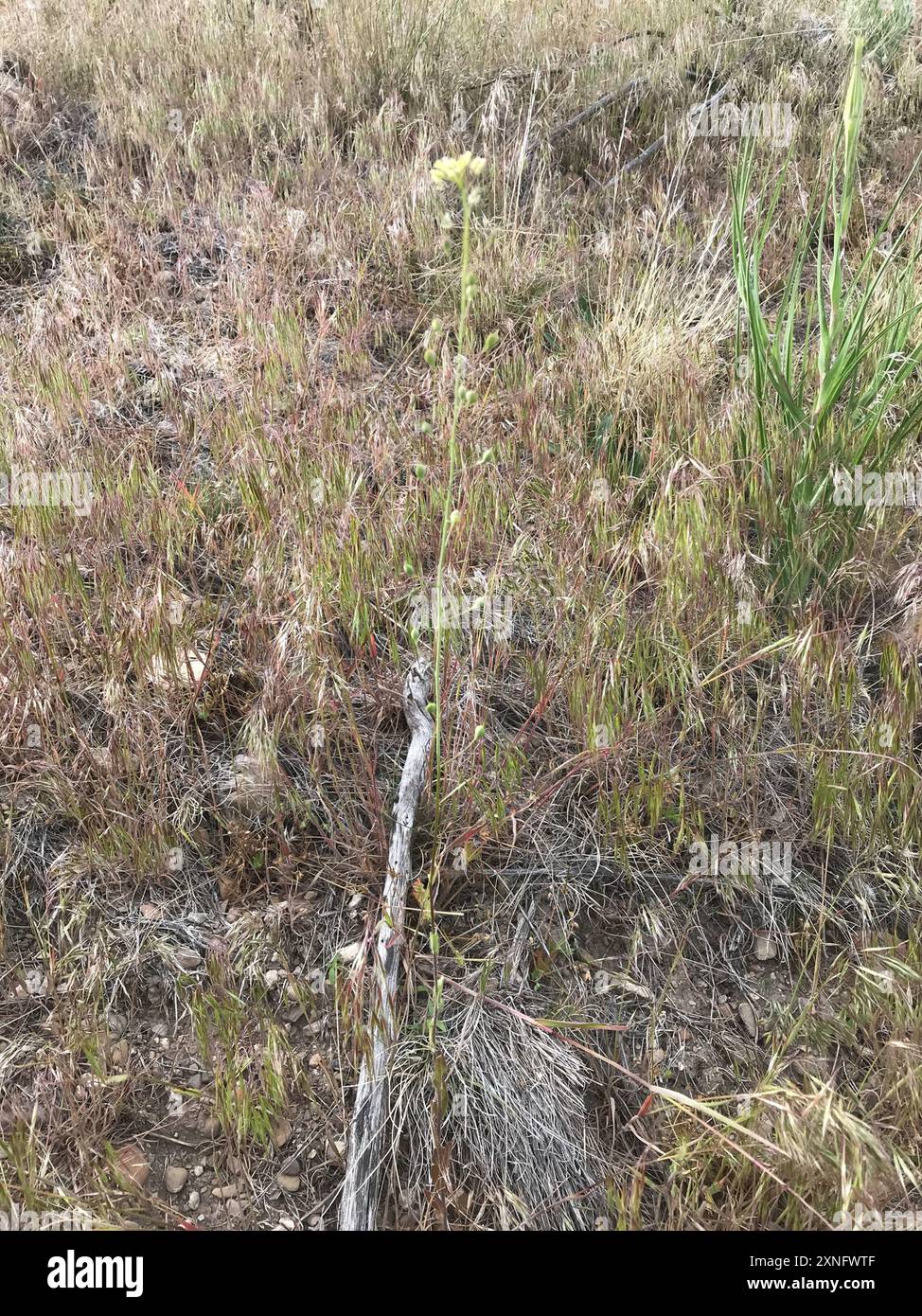 littlepod false flax (Camelina microcarpa) Plantae Stock Photo - Alamy