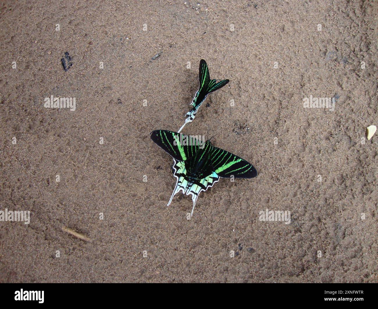 Green urania hi-res stock photography and images - Alamy