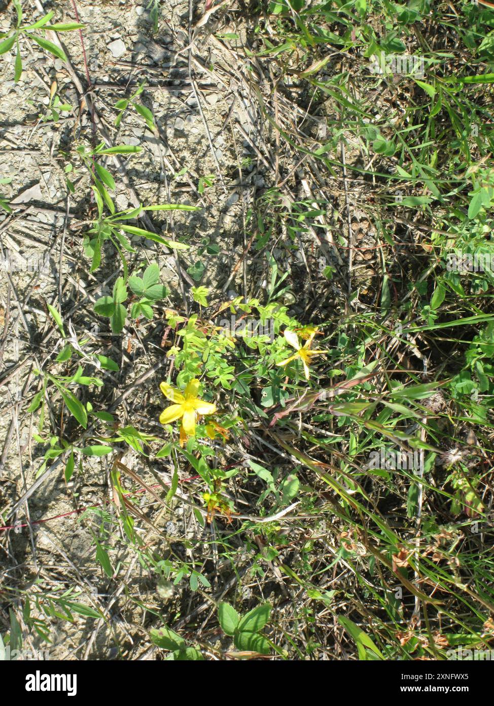 buttercup family (Ranunculaceae) Plantae Stock Photo - Alamy