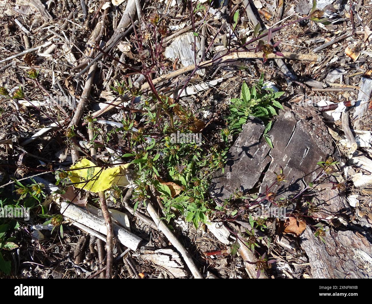 Devil's Beggarticks (Bidens frondosa) Plantae Stock Photo - Alamy