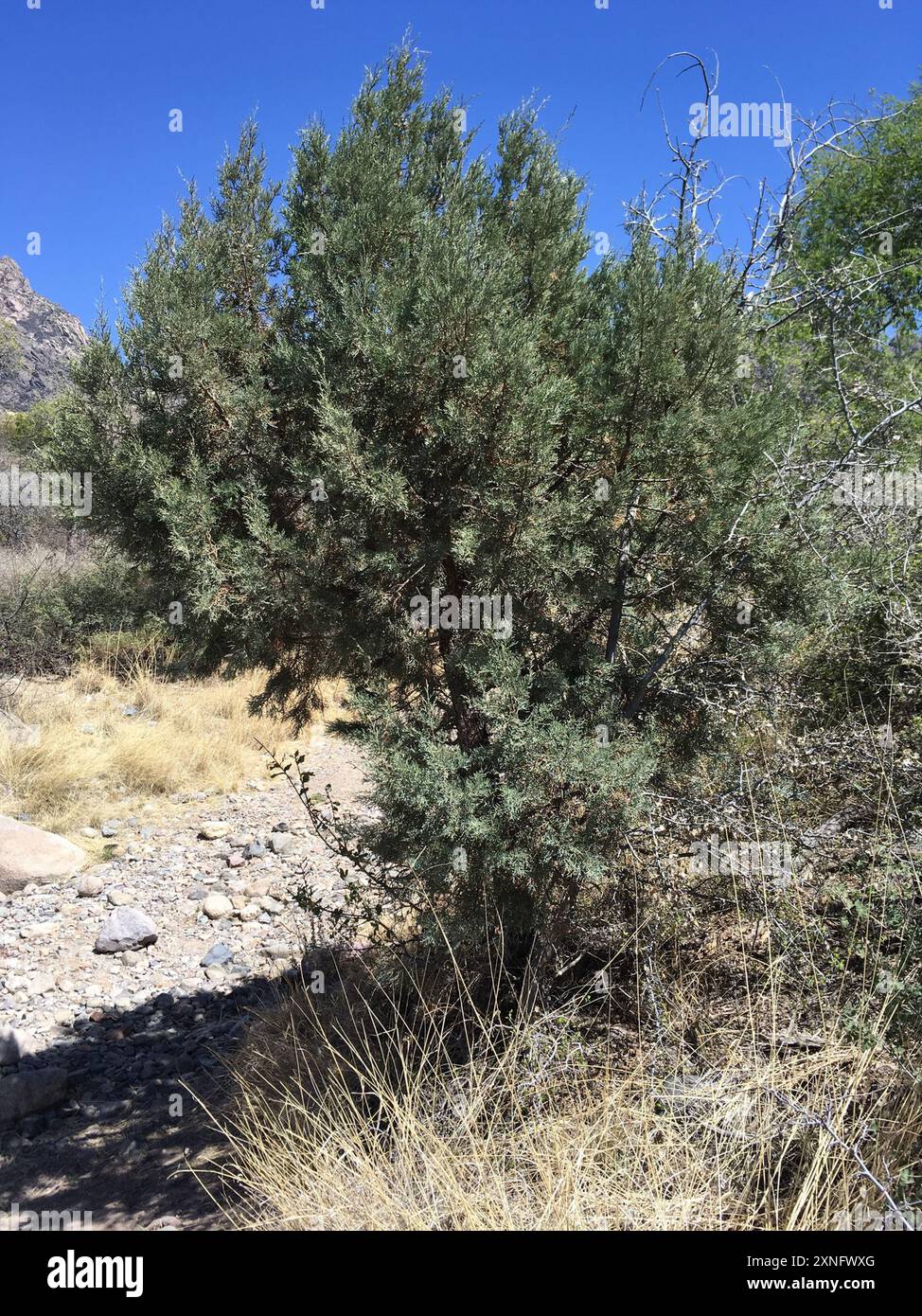 alligator juniper (Juniperus deppeana) Plantae Stock Photo - Alamy