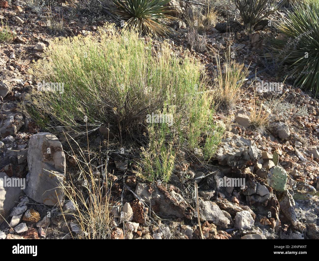 sticky snakeweed (Gutierrezia microcephala) Plantae Stock Photo - Alamy