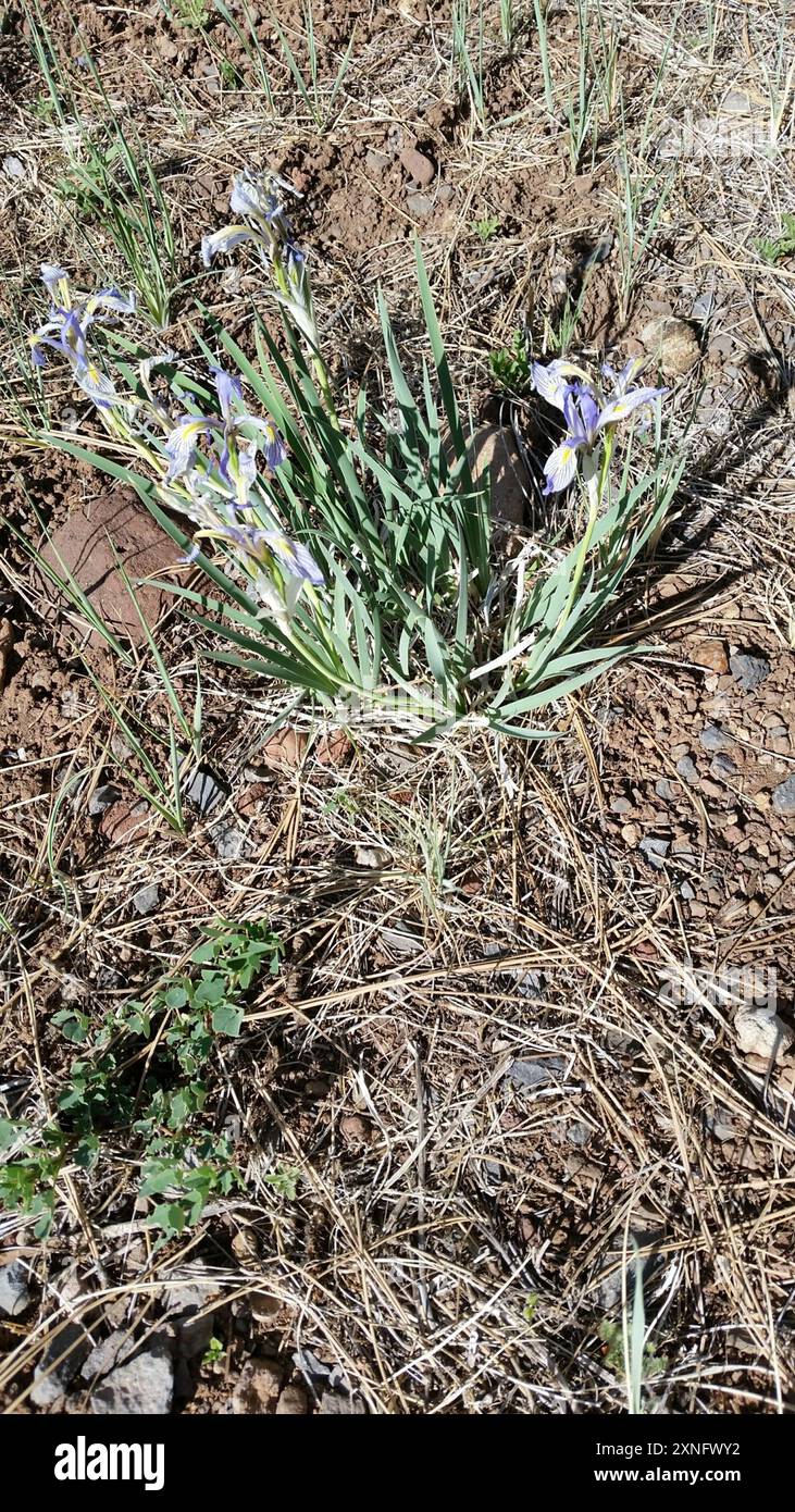 western blue flag (Iris missouriensis) Plantae Stock Photo - Alamy
