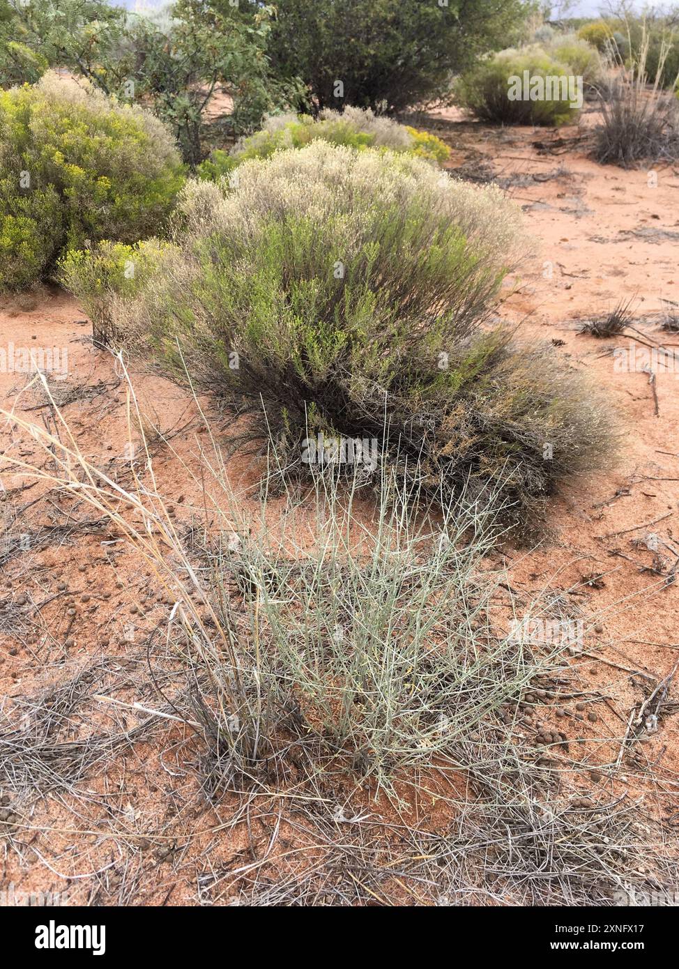 Broom Dalea (Psorothamnus scoparius) Plantae Stock Photo - Alamy