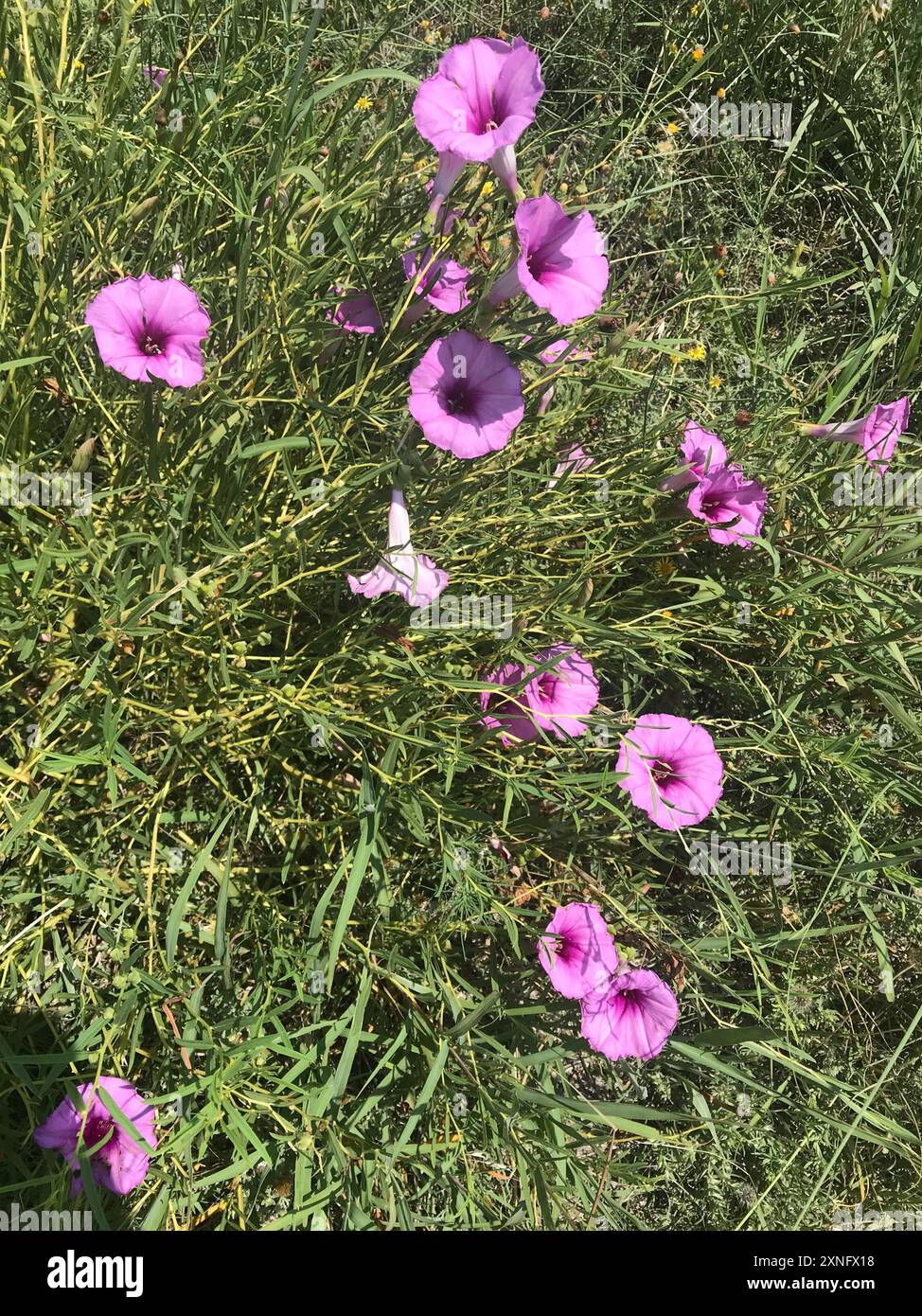 Bush Morning-glory (Ipomoea leptophylla) Plantae Stock Photo - Alamy