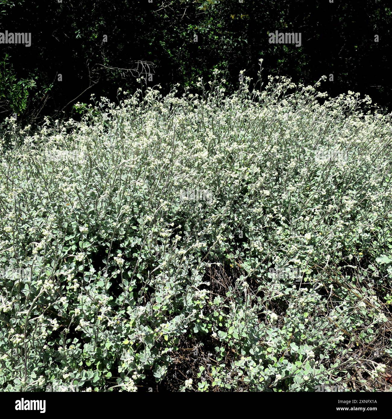 Licorice plant (Helichrysum petiolare) Plantae Stock Photo - Alamy