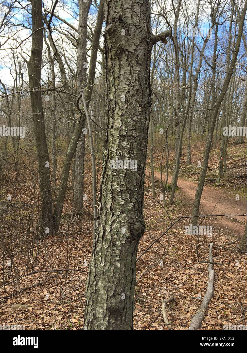 sweet birch (Betula lenta) Plantae Stock Photo - Alamy