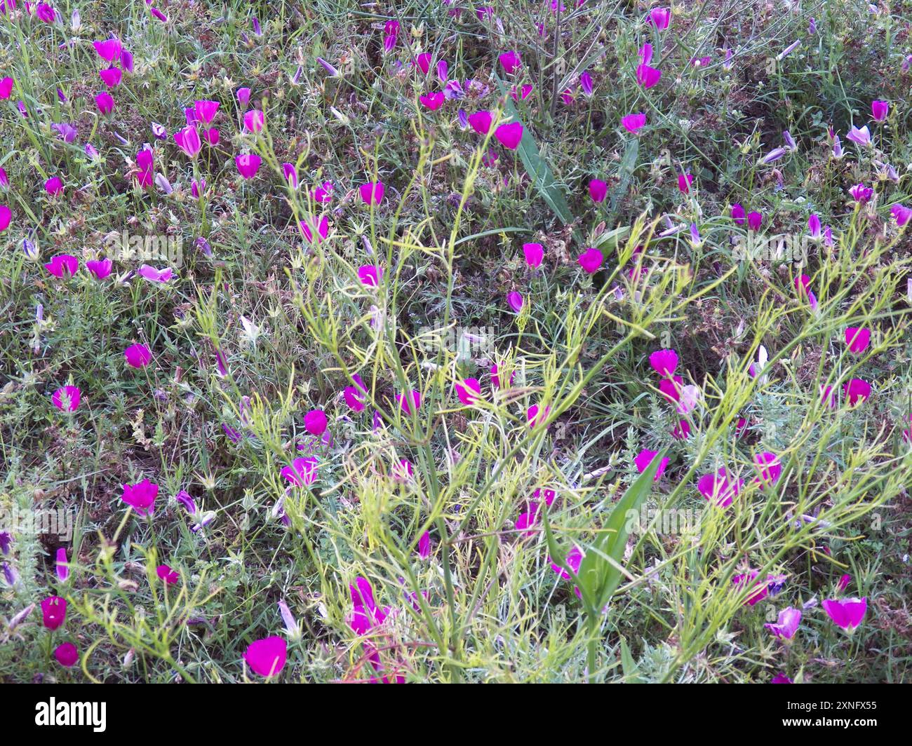 winecup mallow (Callirhoe involucrata) Plantae Stock Photo - Alamy
