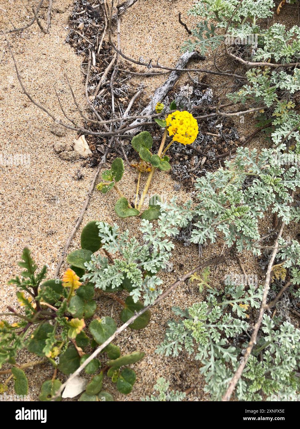 Yellow Sand Verbena (Abronia latifolia) Plantae Stock Photo - Alamy