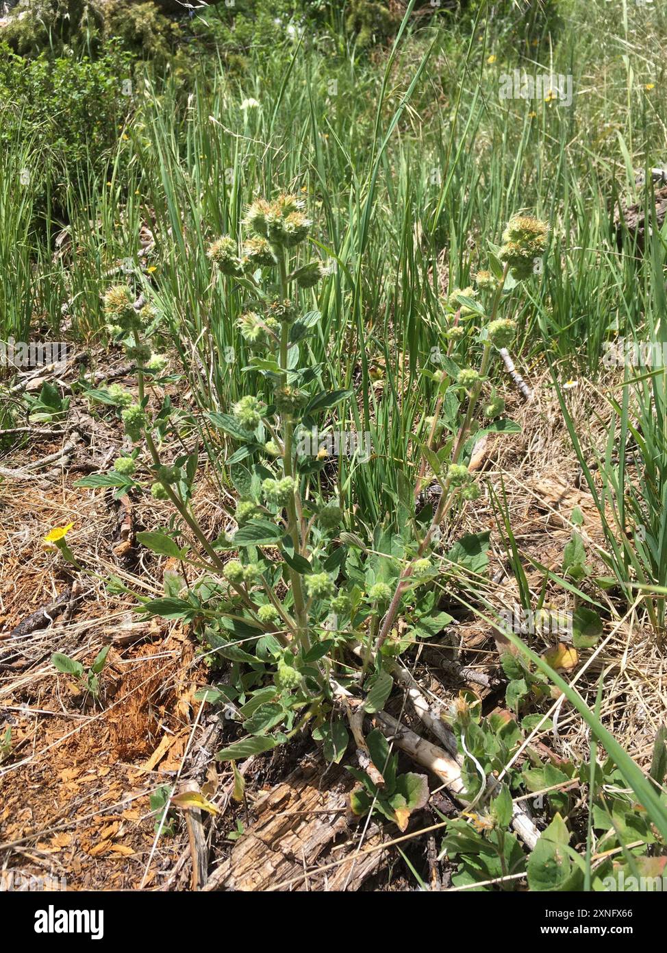 virgate scorpionweed (Phacelia heterophylla) Plantae Stock Photo - Alamy