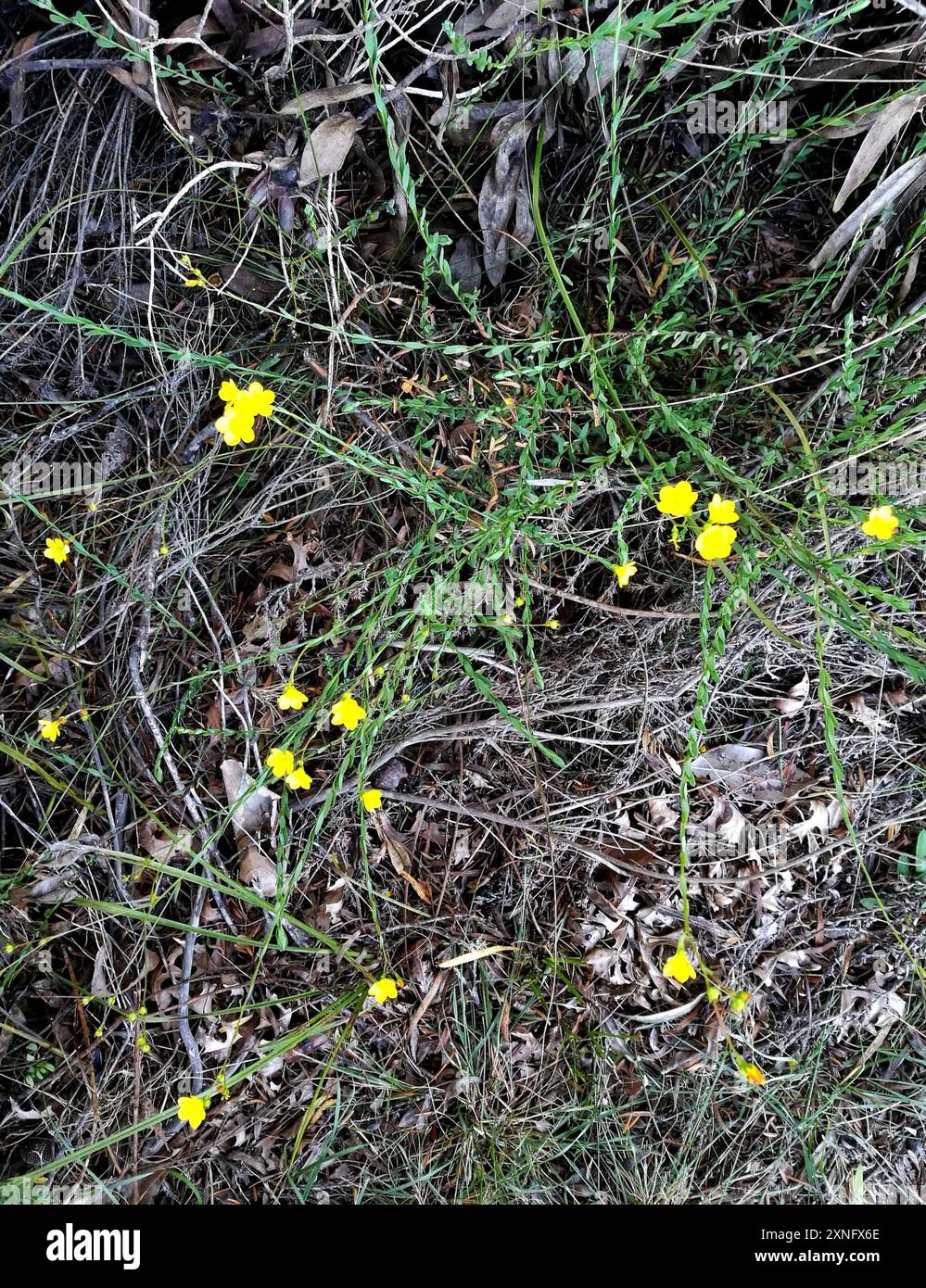 Half-mast Flax (Linum africanum) Plantae Stock Photo - Alamy