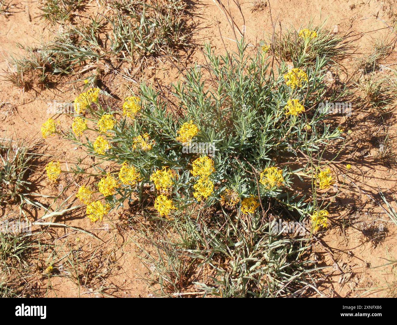 Common Curryflower (Lasiosiphon capitatus) Plantae Stock Photo - Alamy