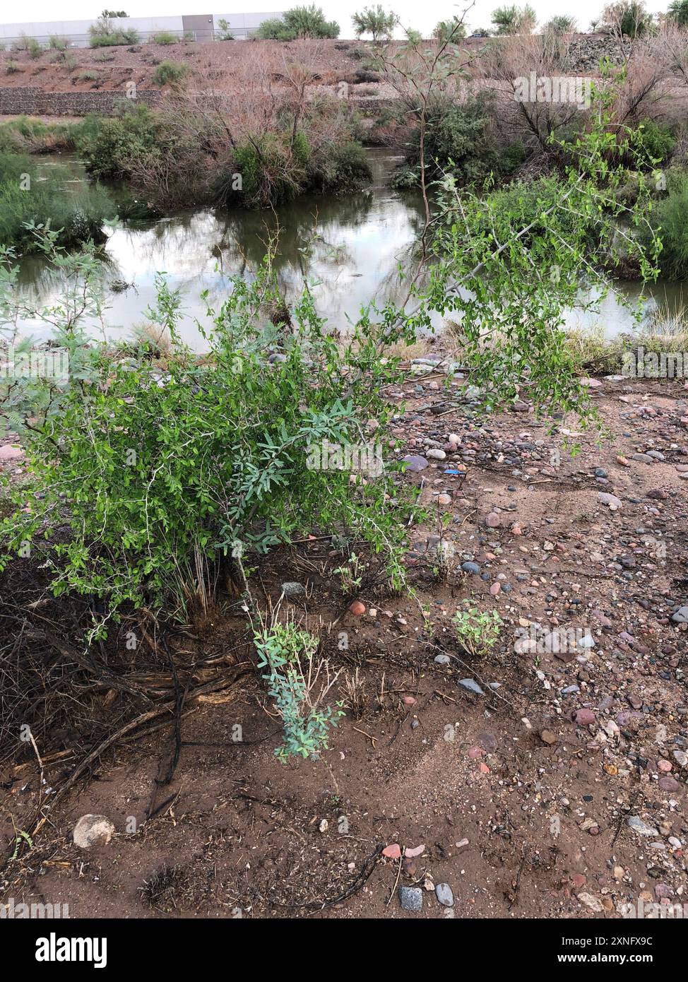 spiny hackberry (Celtis pallida) Plantae Stock Photo - Alamy