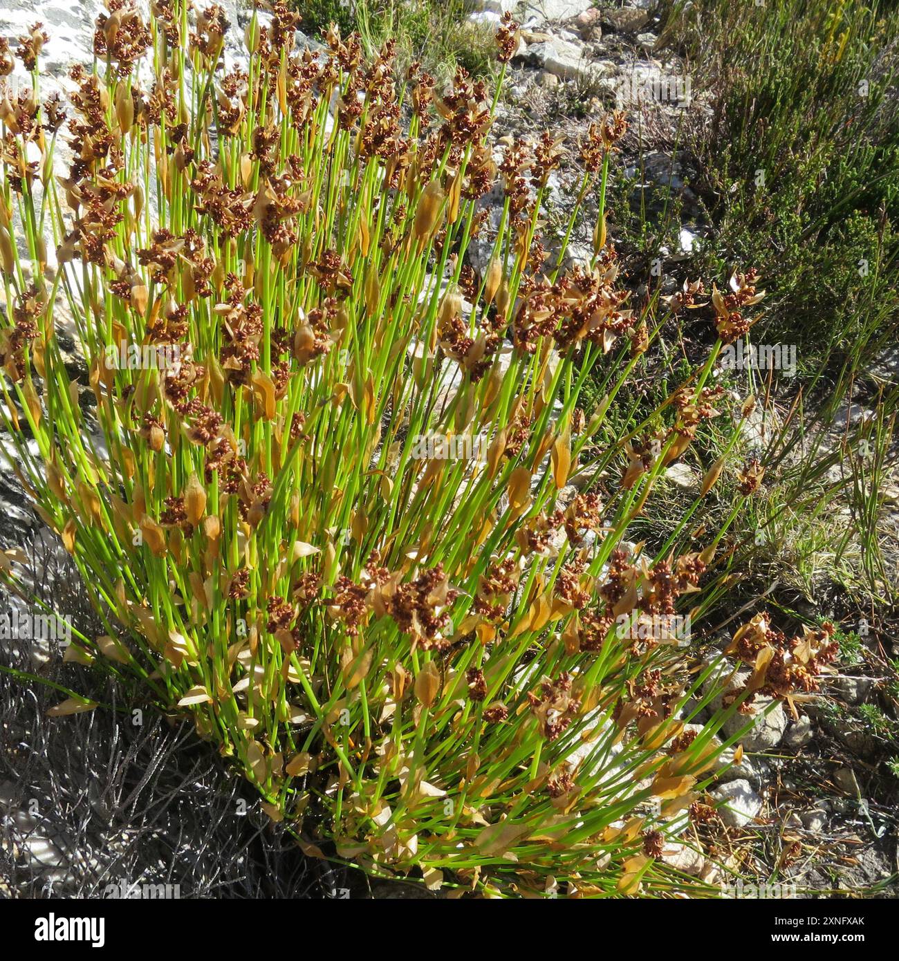 Mannejties Goldreed (Elegia altigena) Plantae Stock Photo - Alamy