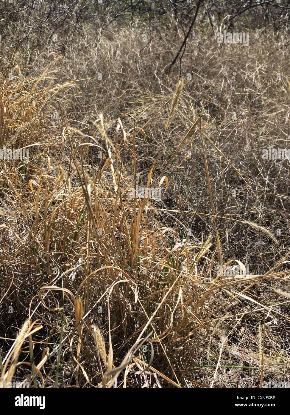 plains bristlegrass (Setaria leucopila) Plantae Stock Photo - Alamy