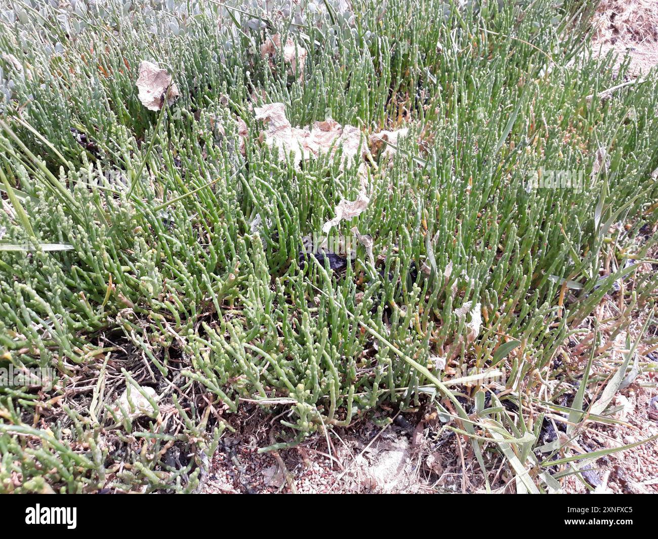 Common Glasswort (Salicornia europaea) Plantae Stock Photo - Alamy