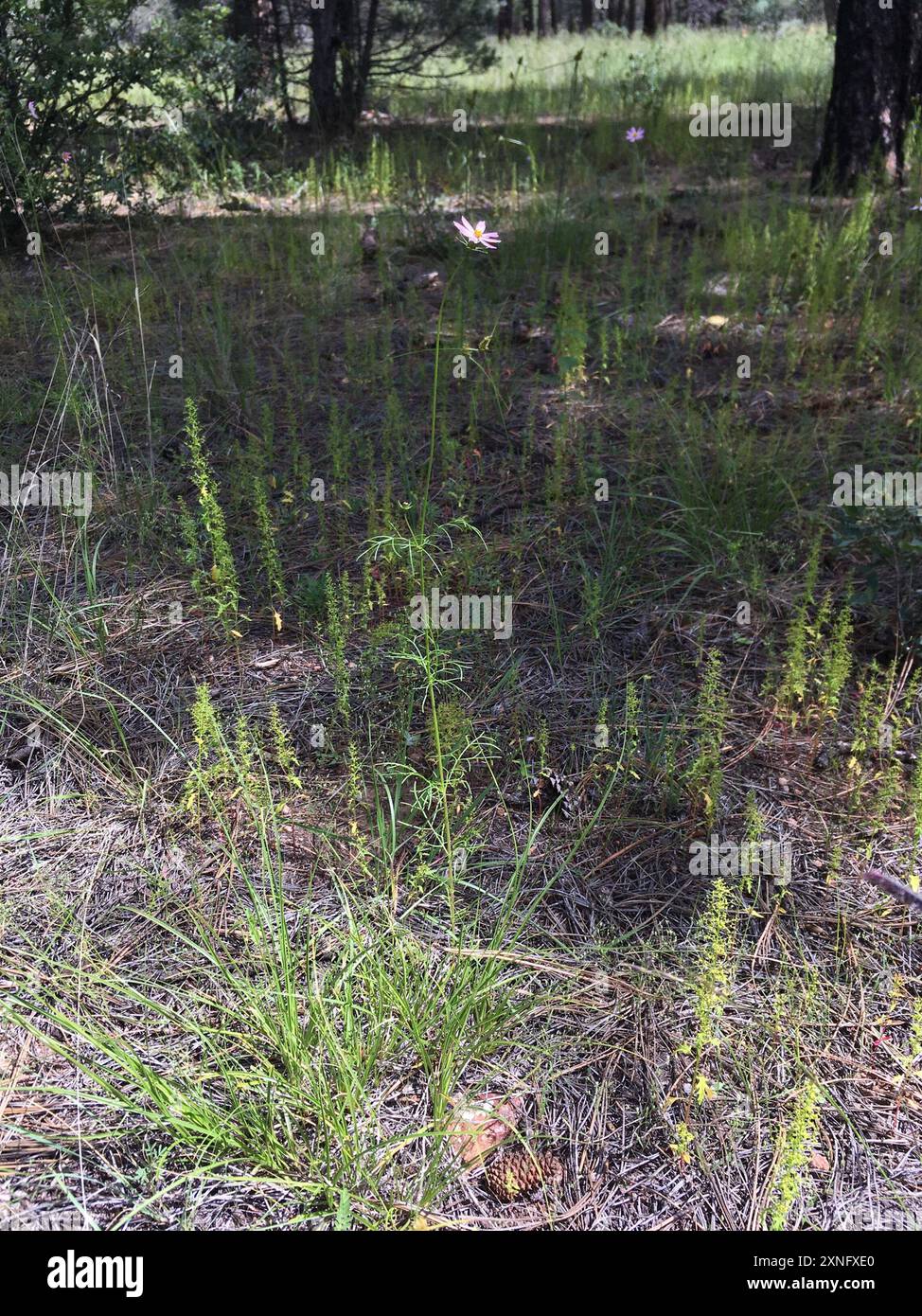 southwestern cosmos (Cosmos parviflorus) Plantae Stock Photo - Alamy