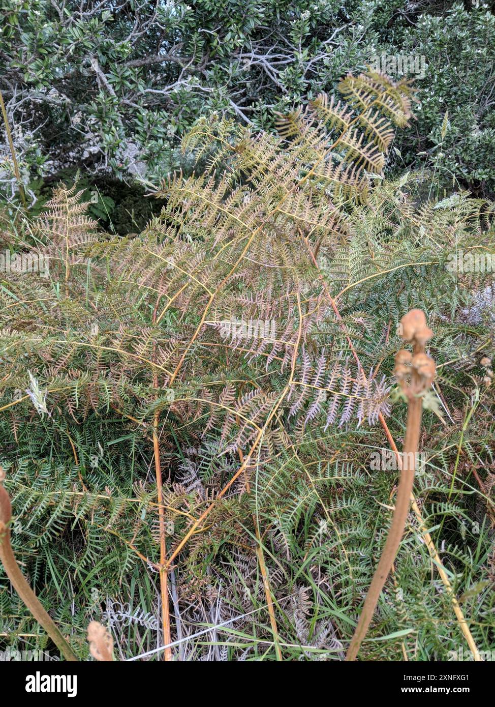Austral Bracken (Pteridium esculentum) Plantae Stock Photo - Alamy