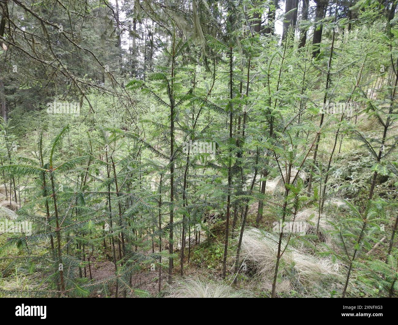 Abies religiosa hi-res stock photography and images - Alamy