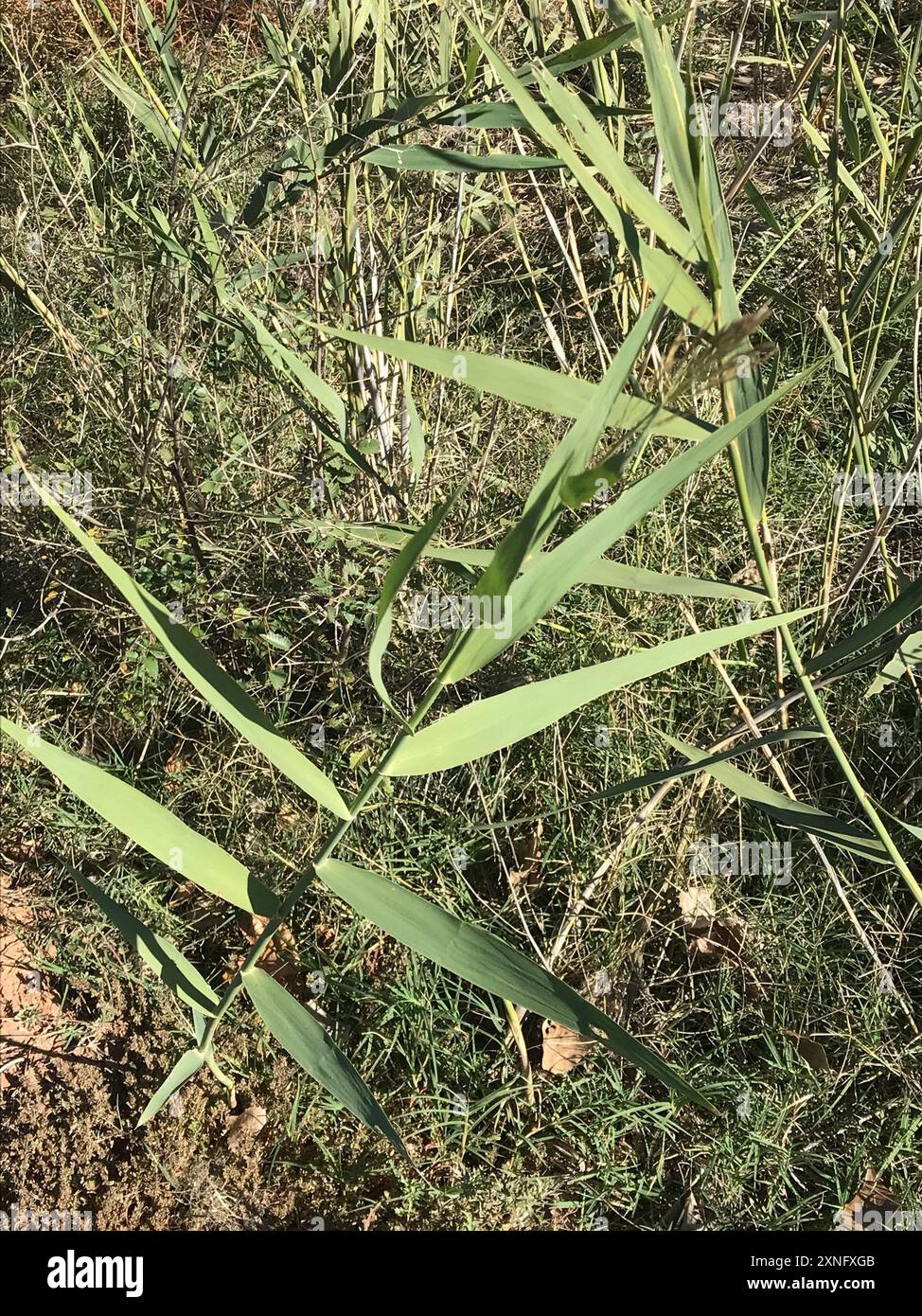Reeds, Giant Canes, and allies (Arundinoideae) Plantae Stock Photo - Alamy