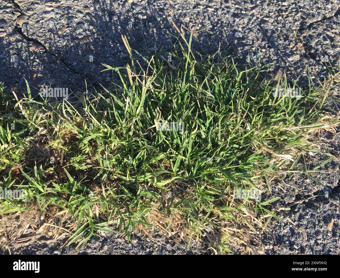 Bermuda grass (Cynodon dactylon) Plantae Stock Photo - Alamy