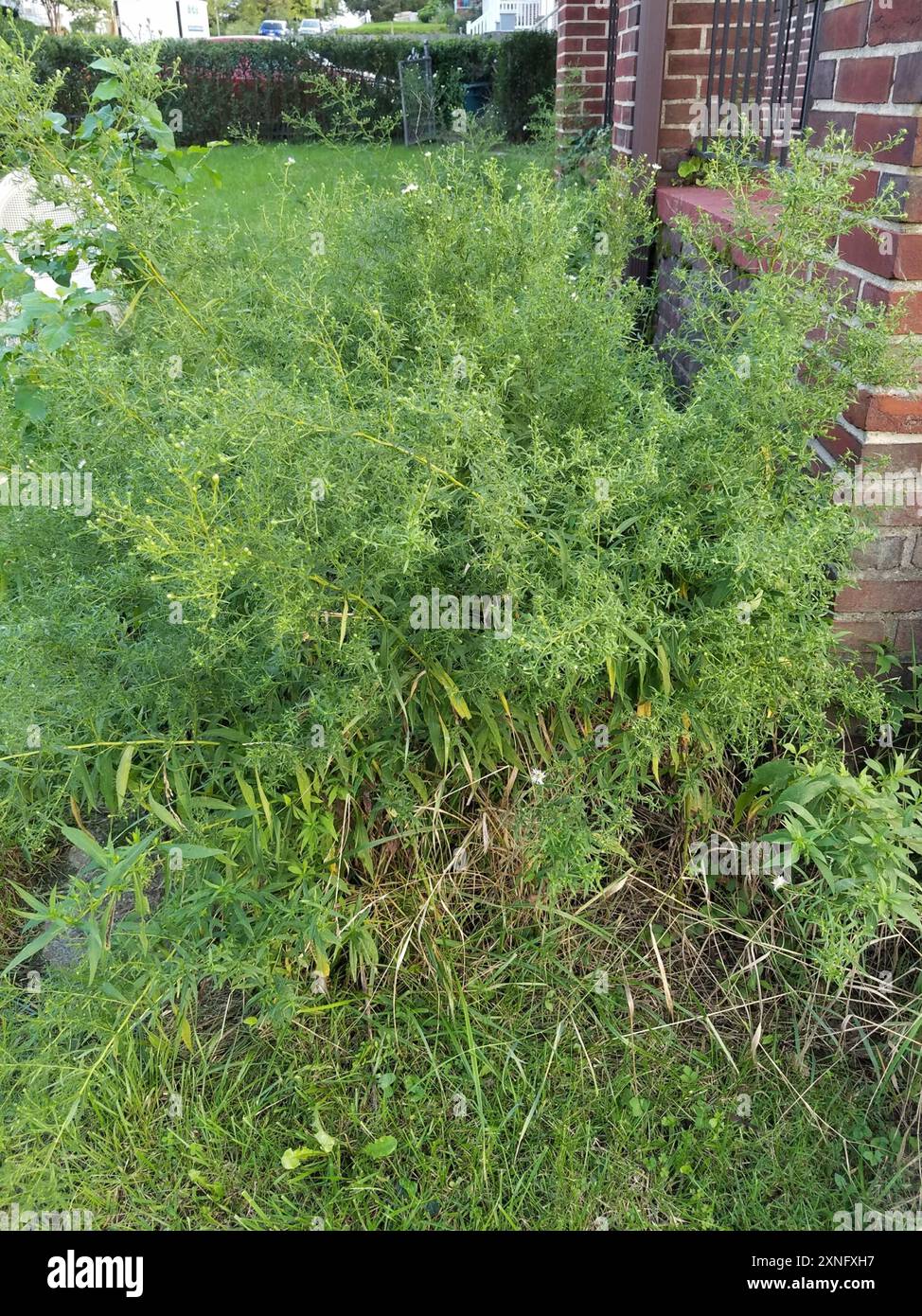 Small White Aster (Symphyotrichum racemosum) Plantae Stock Photo - Alamy