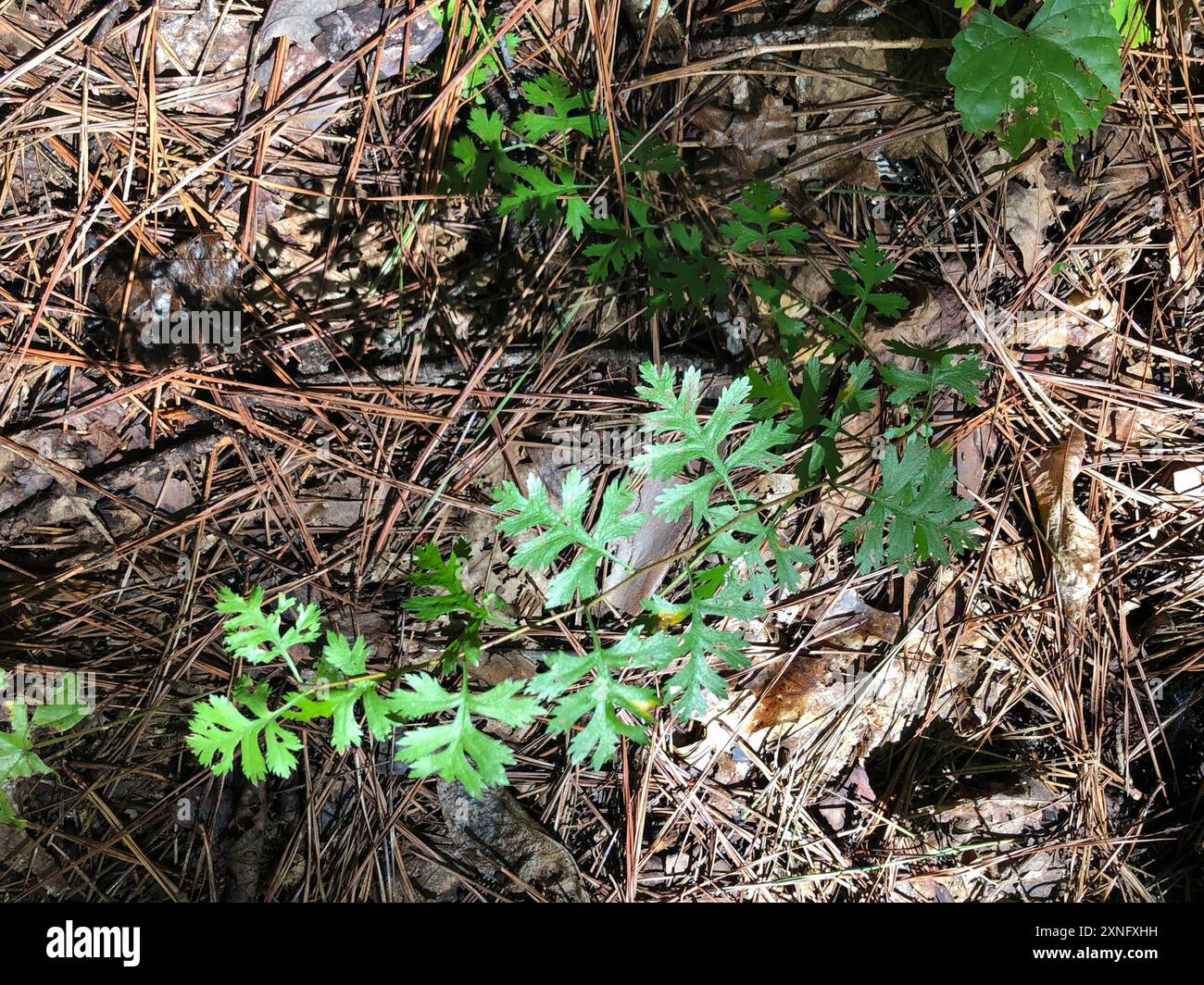 vascular plants (Tracheophyta) Plantae Stock Photo - Alamy