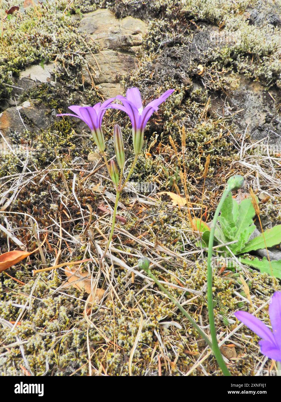 crown brodiaea (Brodiaea coronaria) Plantae Stock Photo - Alamy