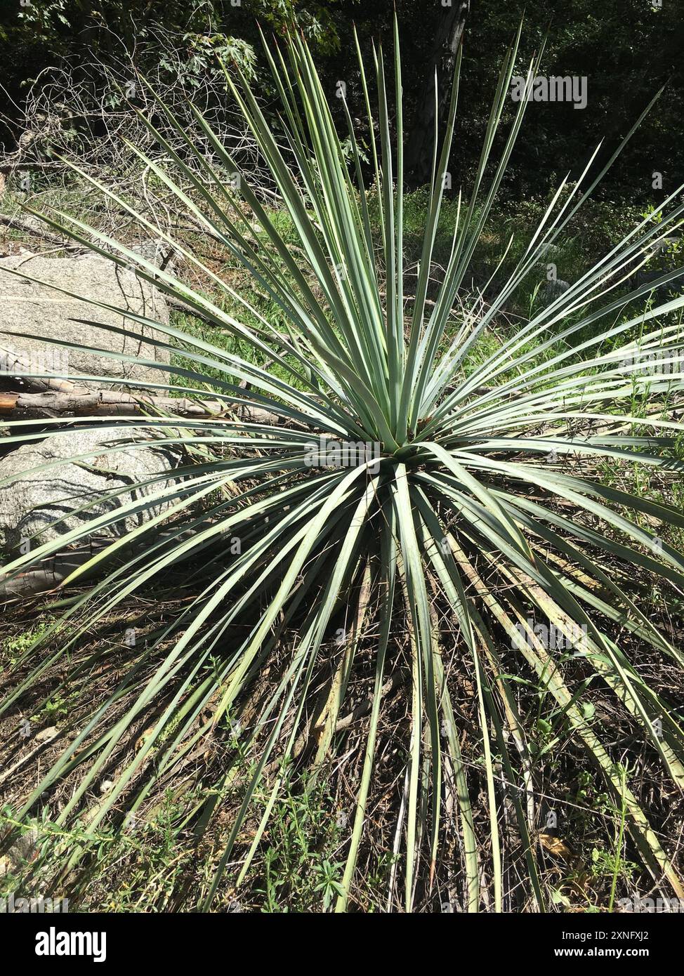 chaparral yucca (Hesperoyucca whipplei) Plantae Stock Photo - Alamy