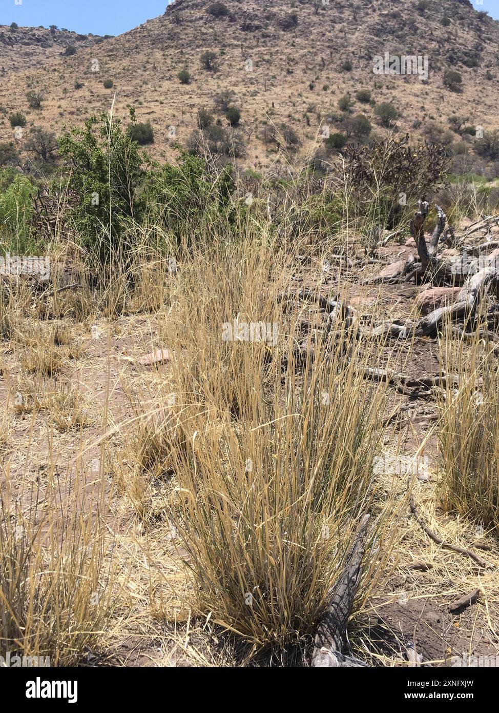 big sacaton (Sporobolus wrightii) Plantae Stock Photo - Alamy