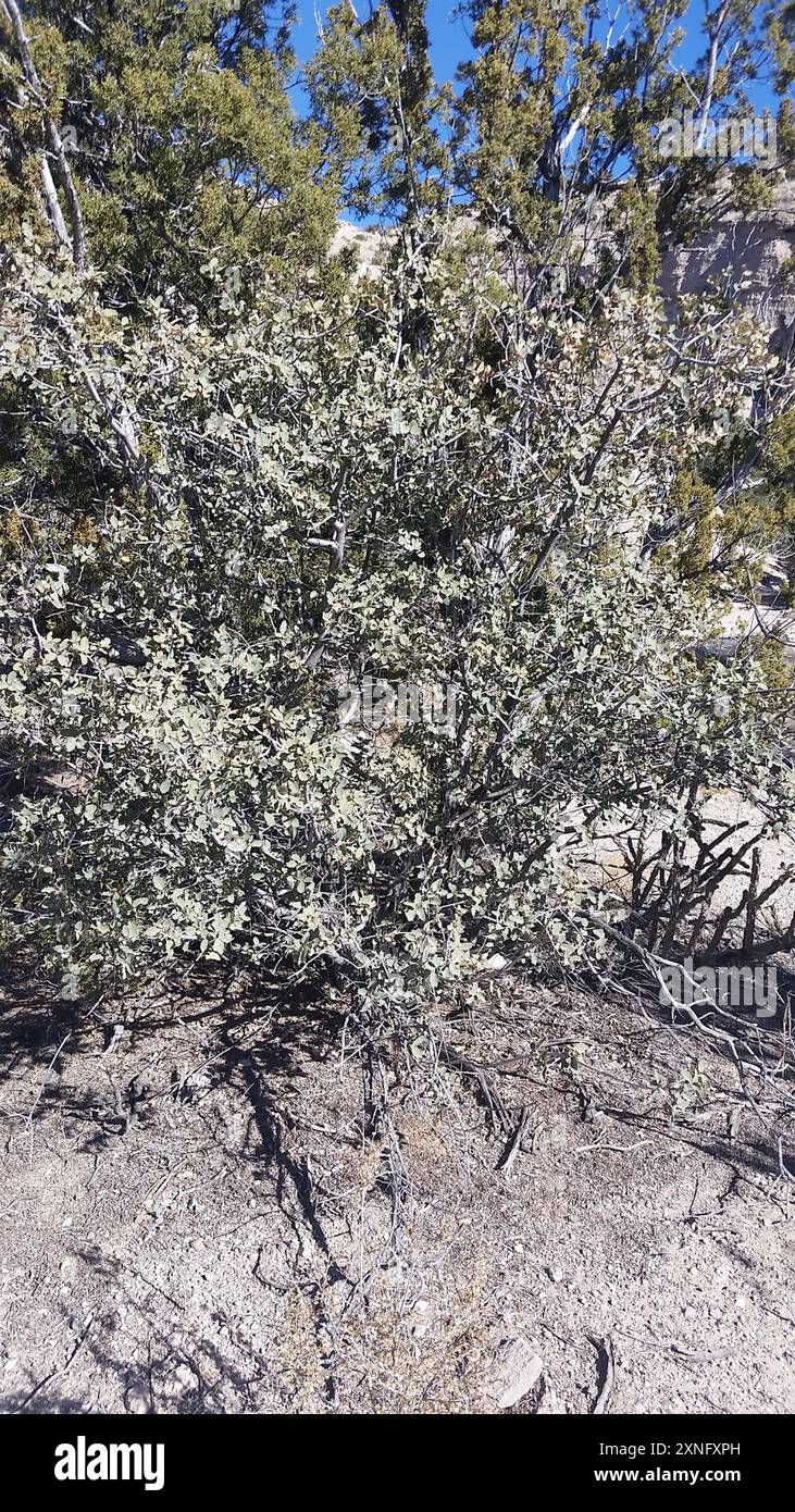 Sonoran scrub oak (Quercus turbinella) Plantae Stock Photo - Alamy