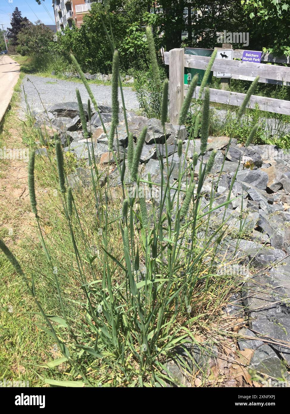 Timothy grass (Phleum pratense) Plantae Stock Photo - Alamy